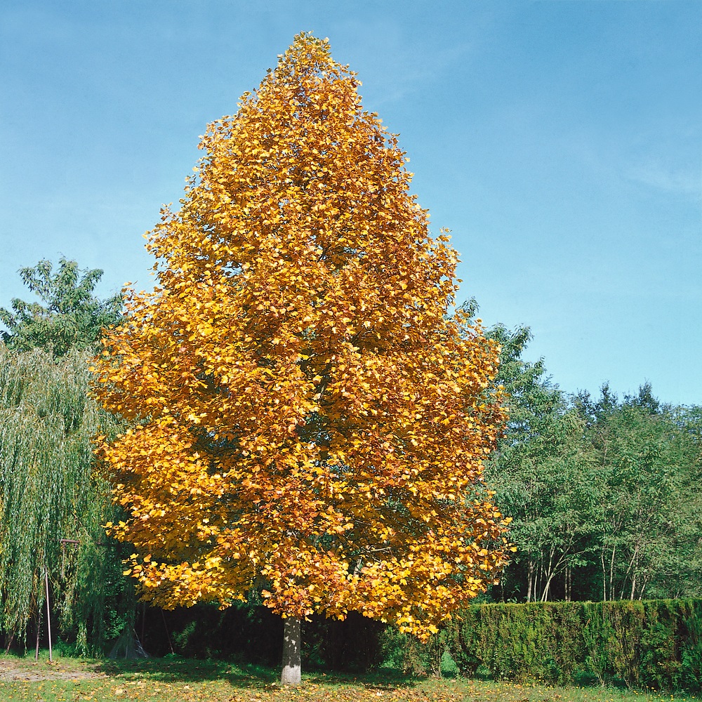 Liriodendron tulipifera , Liliovník tulipánokvětý, 100-125 cm, C12