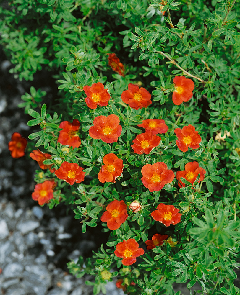 Potentilla fruticosa ´Marian Red Robin´® , Mochna křovitá červ., 15 ...