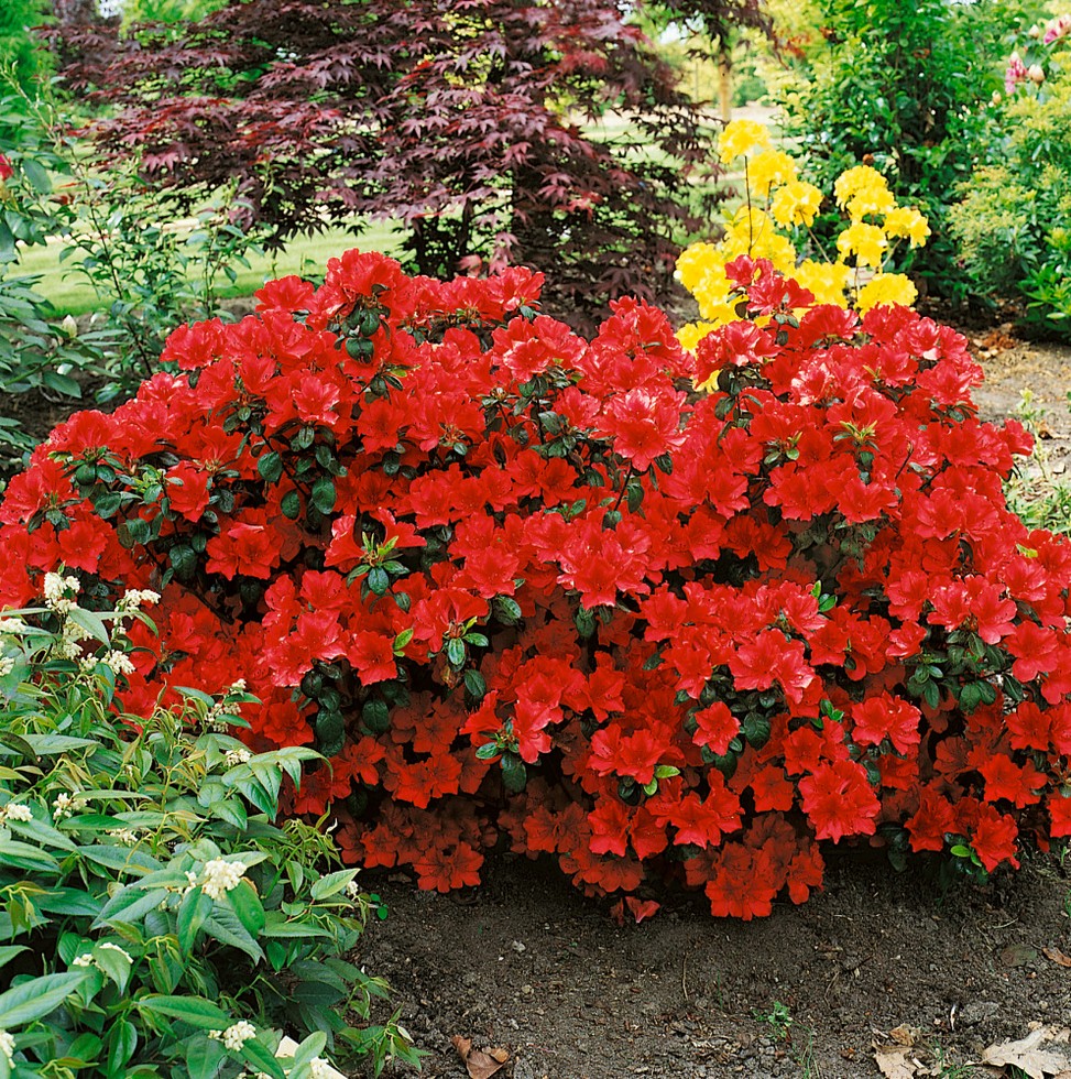 Azalea japonica ´Santa Maria´ , Pěnišník japonský, 20-30 cm, C3