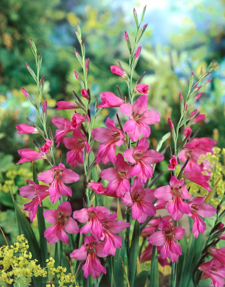 Gladiolus communis ´Byzantinus´ , Mečík, bal. 5 ks, 6,+