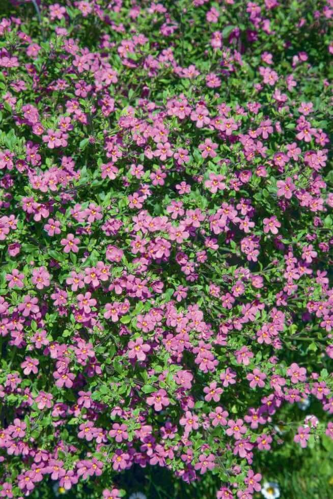 Sutera Bacopa ´Giga Rose´® , Bakopa růžová, K7