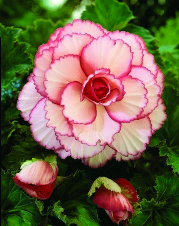 Begonia Picotee Red,White , Begónie bílá s červeným okrajem, bal. 3 ks, 5,+