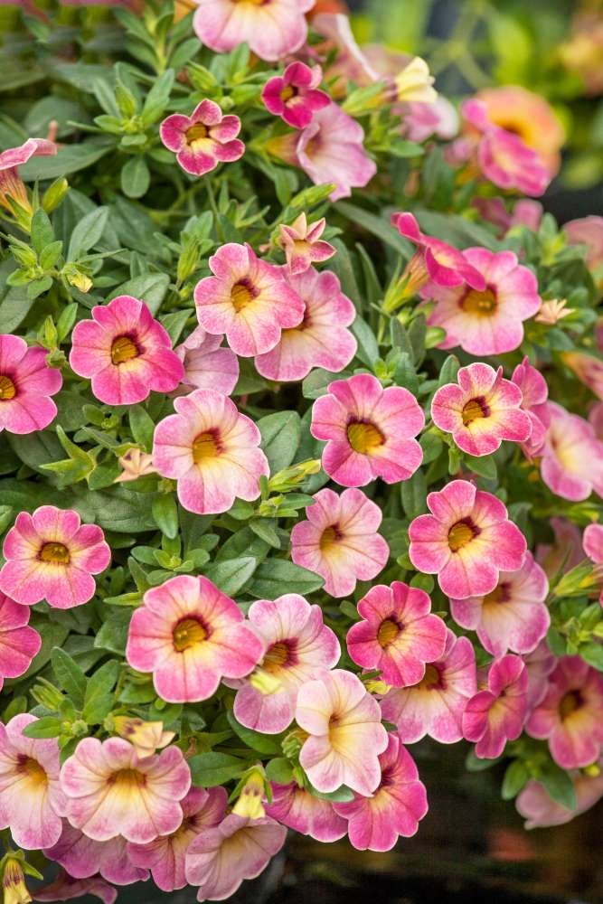 Calibrachoa Ombre® ‘Blush’ , Mnohokvěté petunie, bal. 3 ks, 3xK7