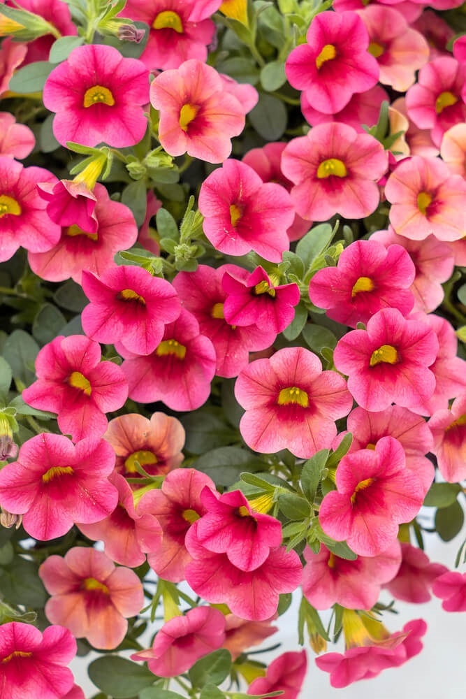 Calibrachoa Calita® Compact ´Strawberry Eye´ , Mnohokvětá petunie, K7