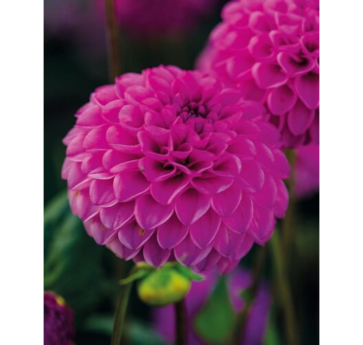 Rostlinky.cz - Férové online zahradnictví již od roku 2001!