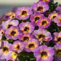 Calibrachoa WFL® Chameleon® Blueberry Scone , Mini petúnie, bal. 3 ks ...