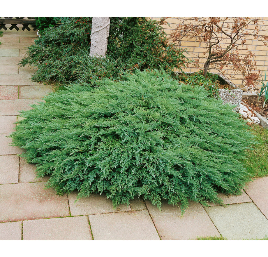 Juniperus sabina ´Tamariscifolia´ , Jalovec chvojka , 12-15 cm, K9