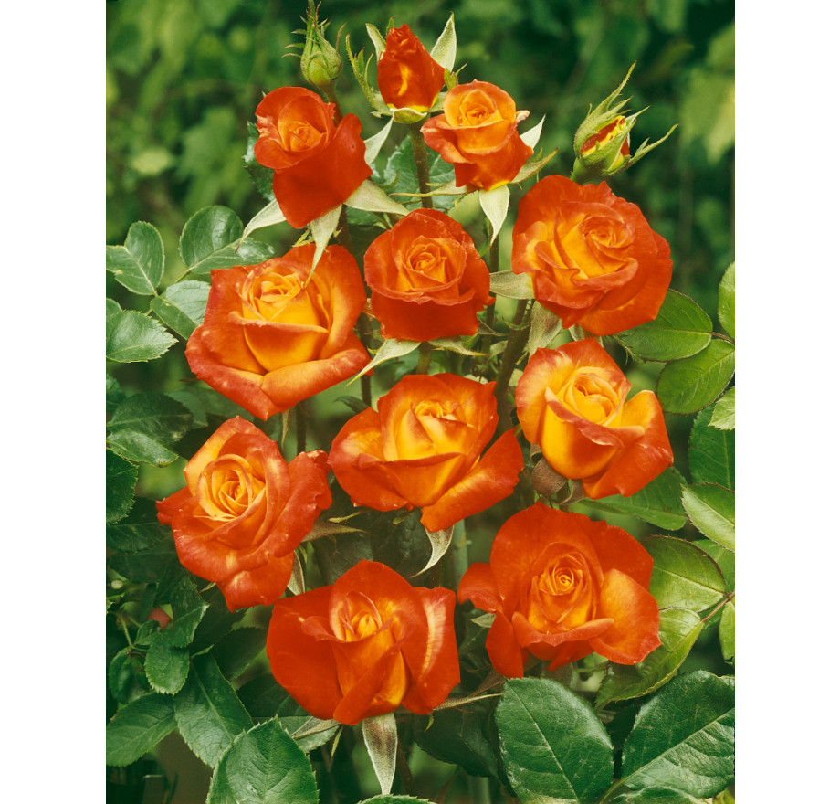 Rosa ´Rumba´ , Růže mnohokvětá červenožlutá, keř, C3