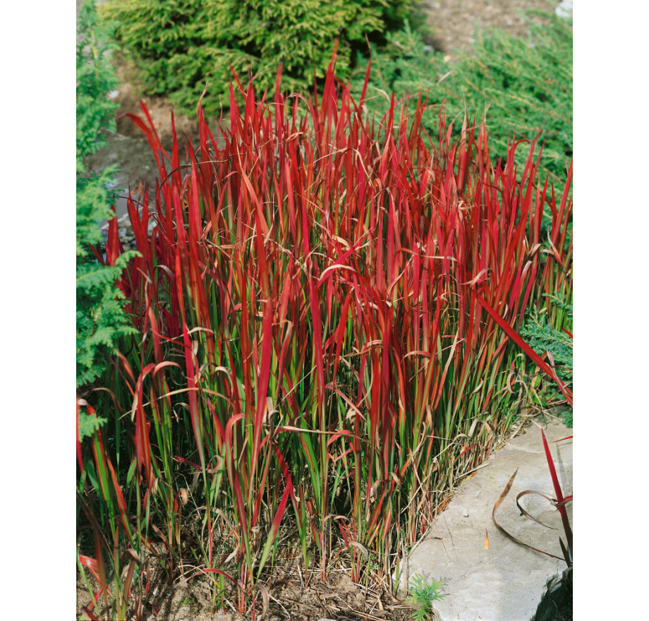 Imperata cylindrica ´Red Baron´ , Lalang válcovitý , Krvavá tráva, K13