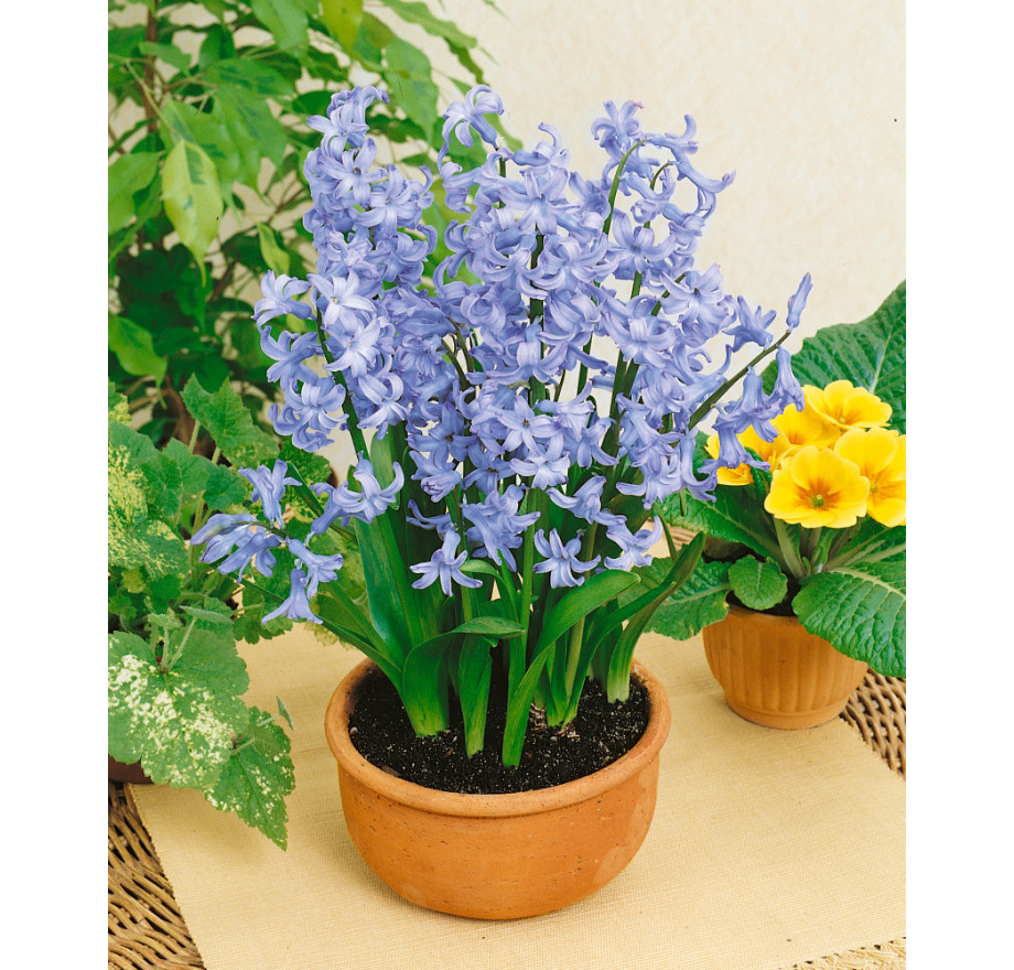 Hyacint ´Multiflora Blue´, I.