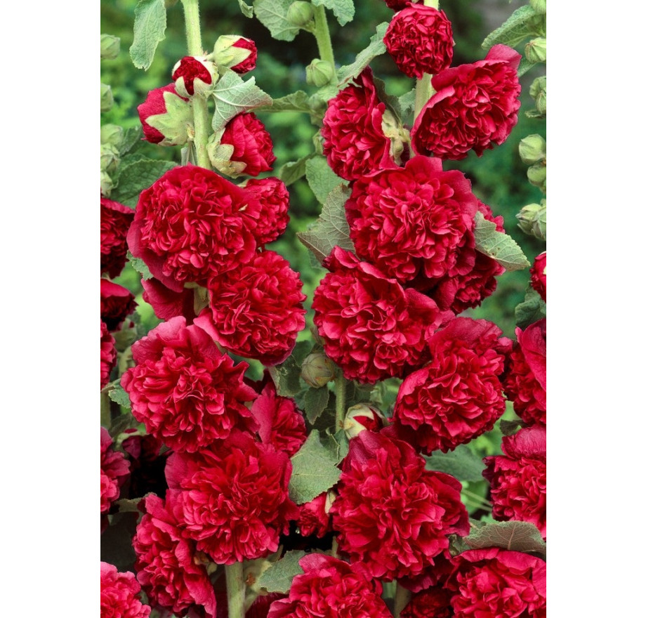 Alcea rosea pl. ´Charter´s Red´ , Topolovka červená plnokvětá, C1