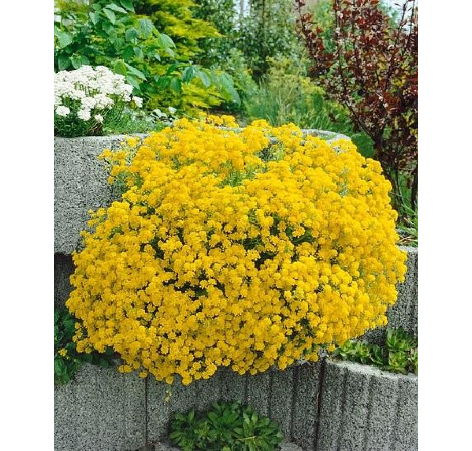 Alyssum saxatile ´Summit´, Tařice skalní, K9