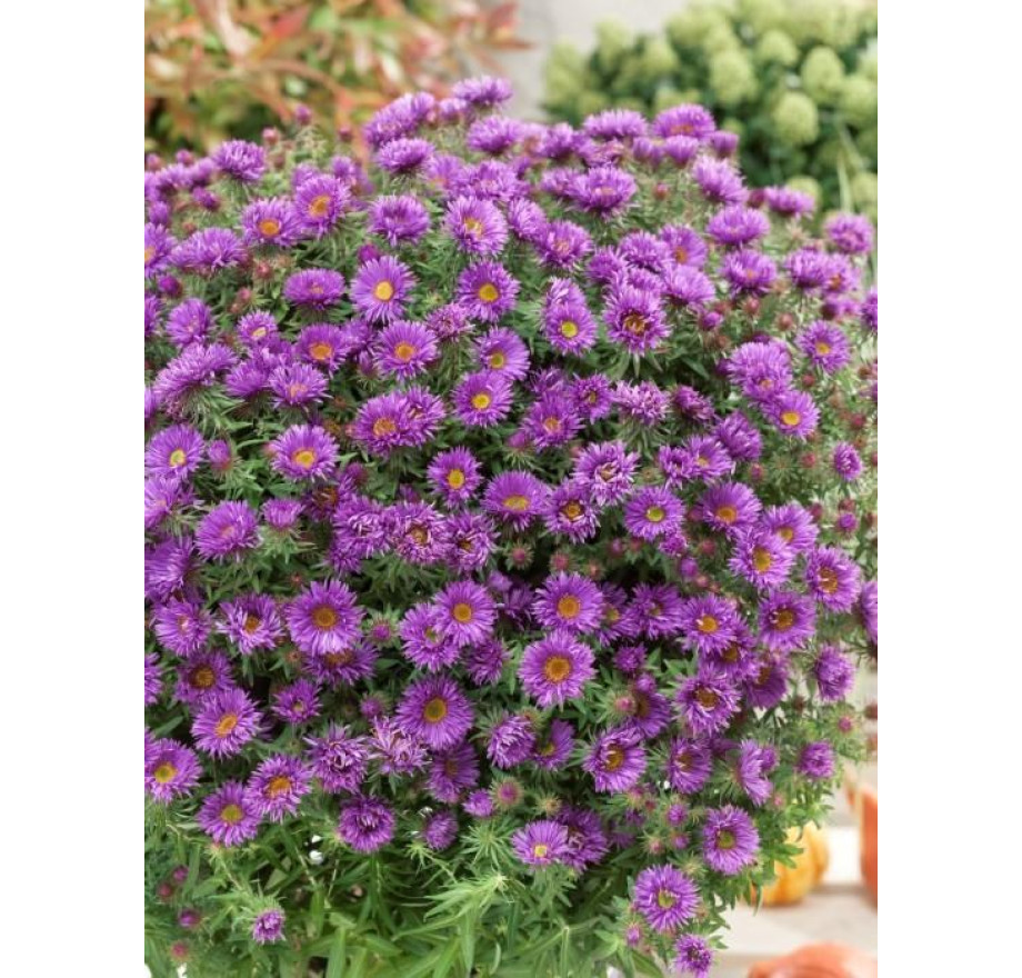 Aster dumosus ´Purple Dome´ , Hvězdnice křovitá , Astra bledofialová, K9