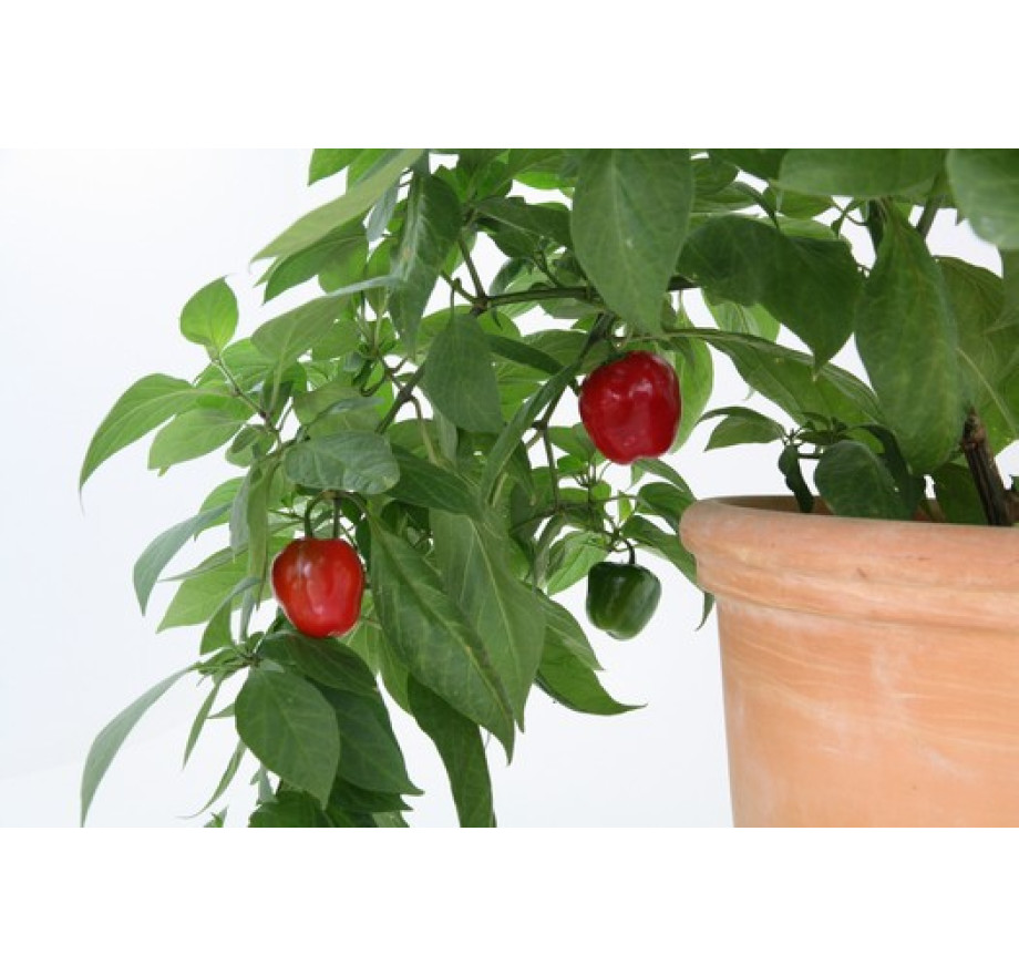 BIO Capsicum pubescens , Peruánske stromové čili papričky, K12