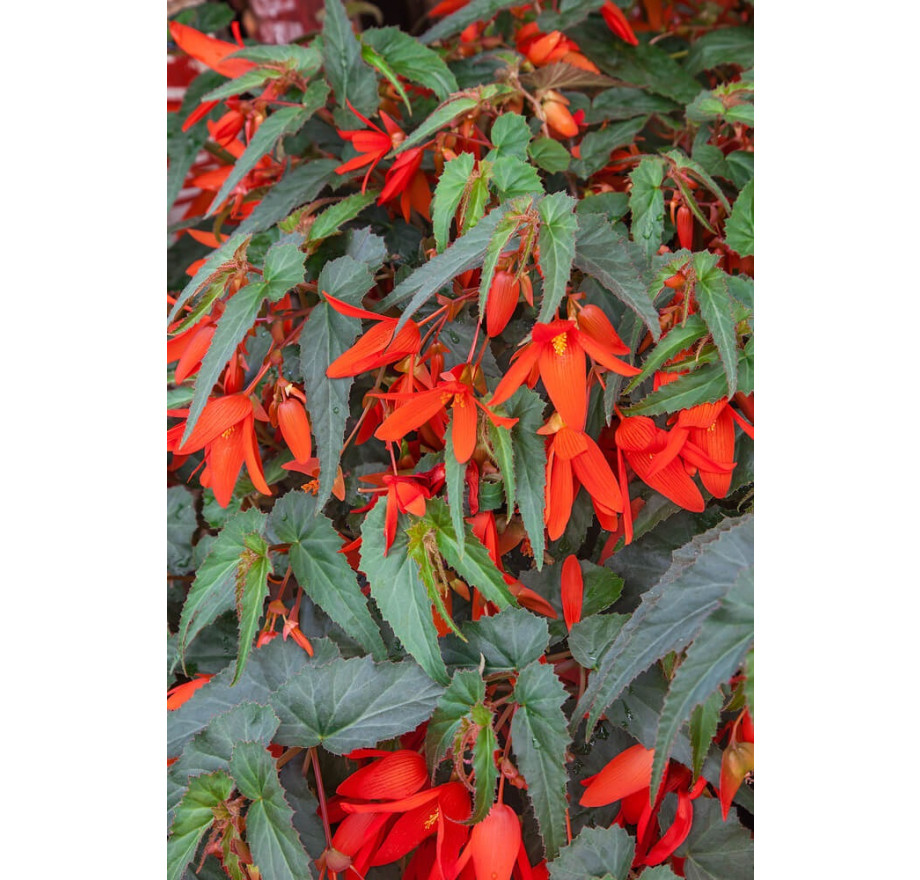 Begonia boliviensis Santa Cruz , Begónie, 18,20