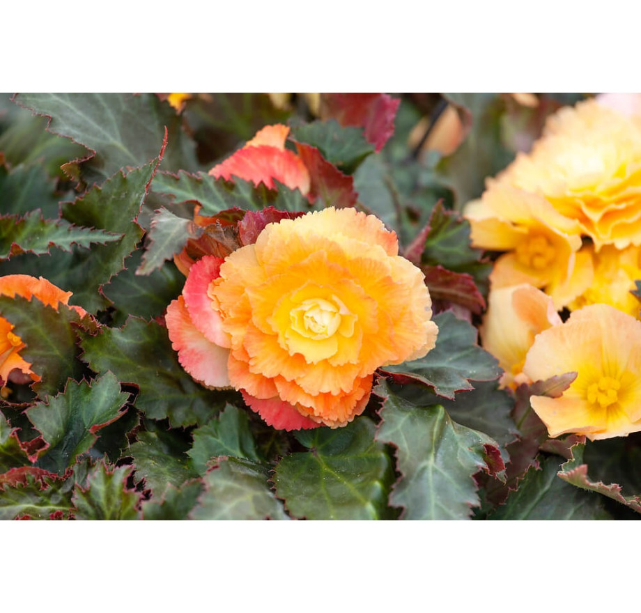 Begonia ´Cascade Sunray´ , Begónie, bal. 2 ks, 5,6