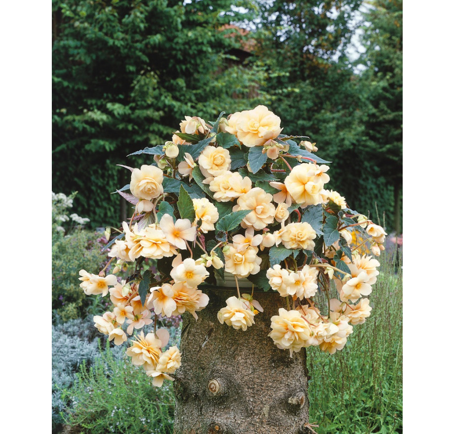 Begonia pendula ´Yellow´ , Begónie převislá žlutá, bal. 3 ks, 4,5
