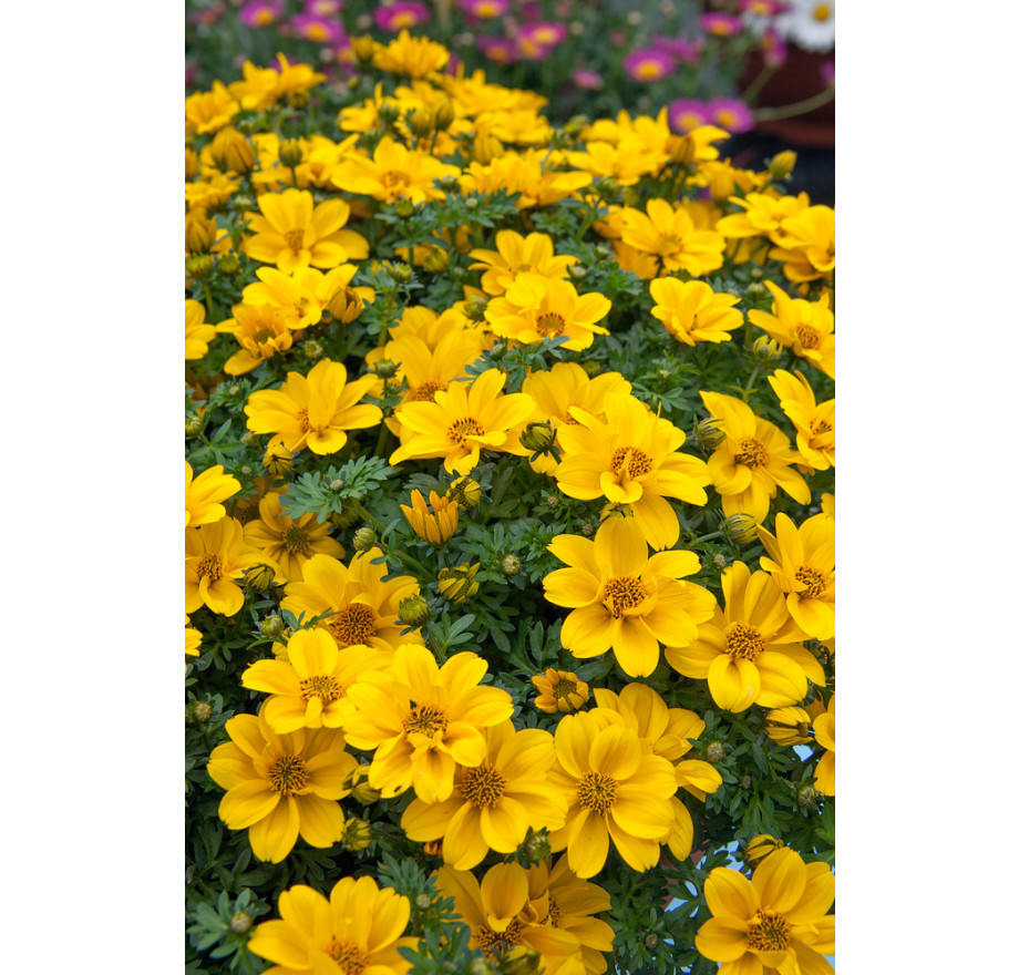 Bidens ´Yellow Sunshine´ , Dvouzubec ločidlolistý - Balkongold, bal. 6 ...