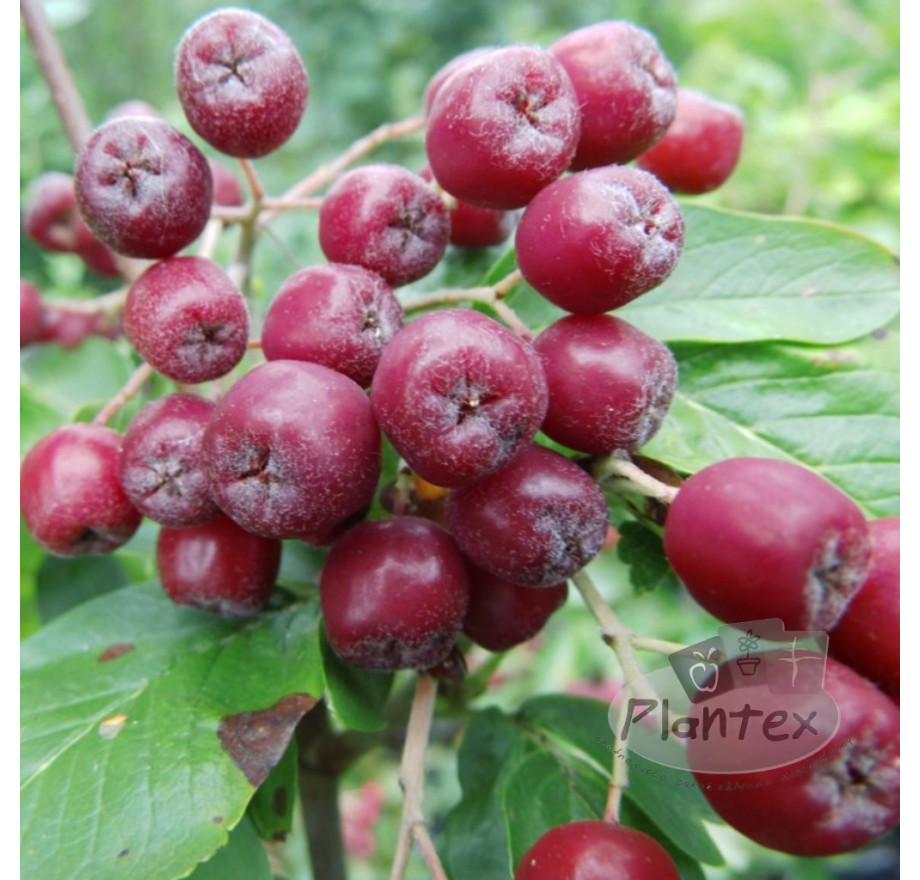 Sorbus x aronia ´Burka´ , Jeřabinoarónie, 30 cm, C2