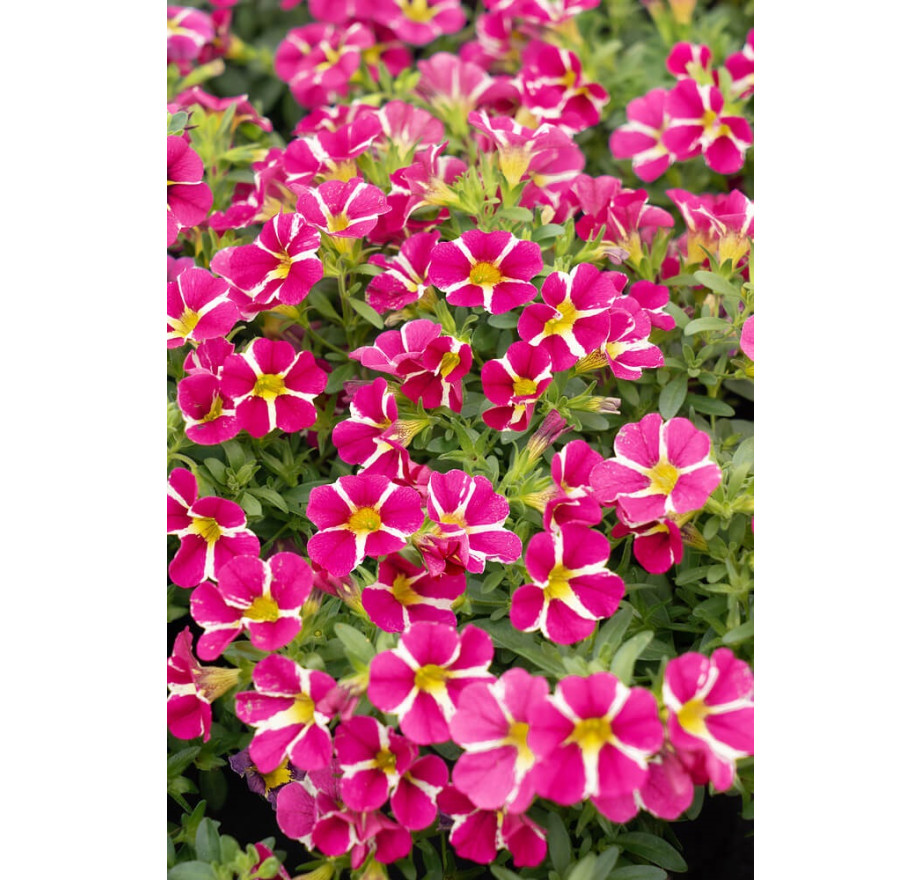 Calibrachoa Candy Shop® Candy Crush , Minipetúnie, bal. 3 ks, 3x K7