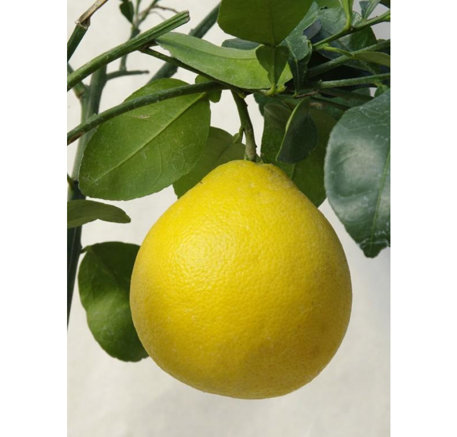 Citrus paradisi ´Red Blush´ , Grapefruit, 25-40 cm, C2