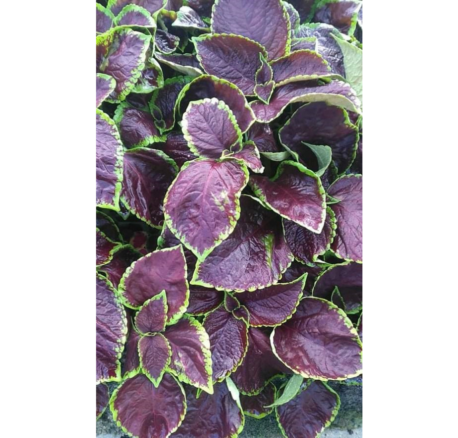 Coleus ´Solento Mint´, Koleus , Okrasná kopřiva, bal. 6 ks, 6x K7