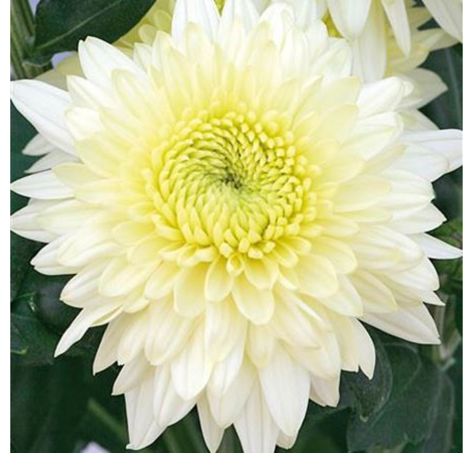 Dendranthema x indicum , Chrysanthemum ´Gompie White´ , Chryzantéma ...