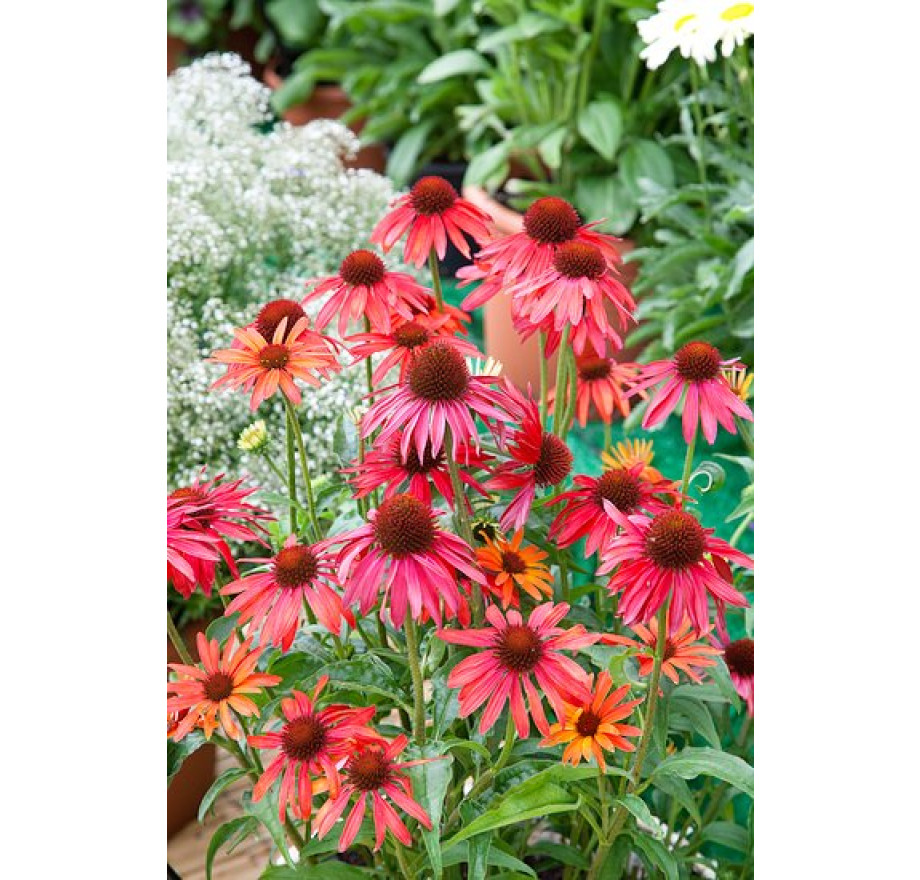 Echinacea purpurea ´Hot Summer´- Třapatka nachová, C2