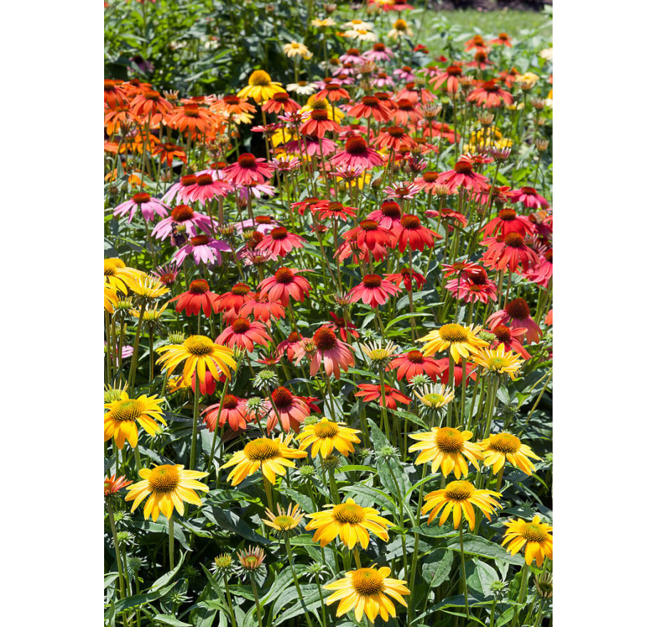 Echinacea 'Cheyenne Spirit' , Třapatka nachová , K9