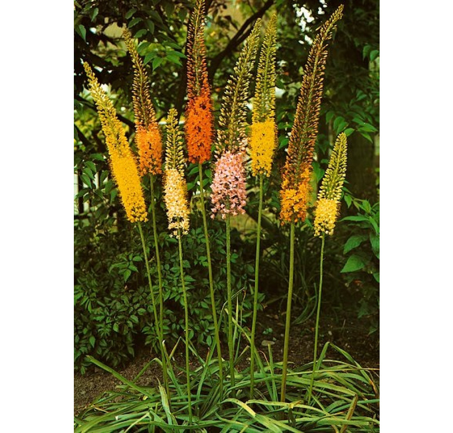 Eremurus ´Shelford Hybride´ Mix , Liliochvostec , I.
