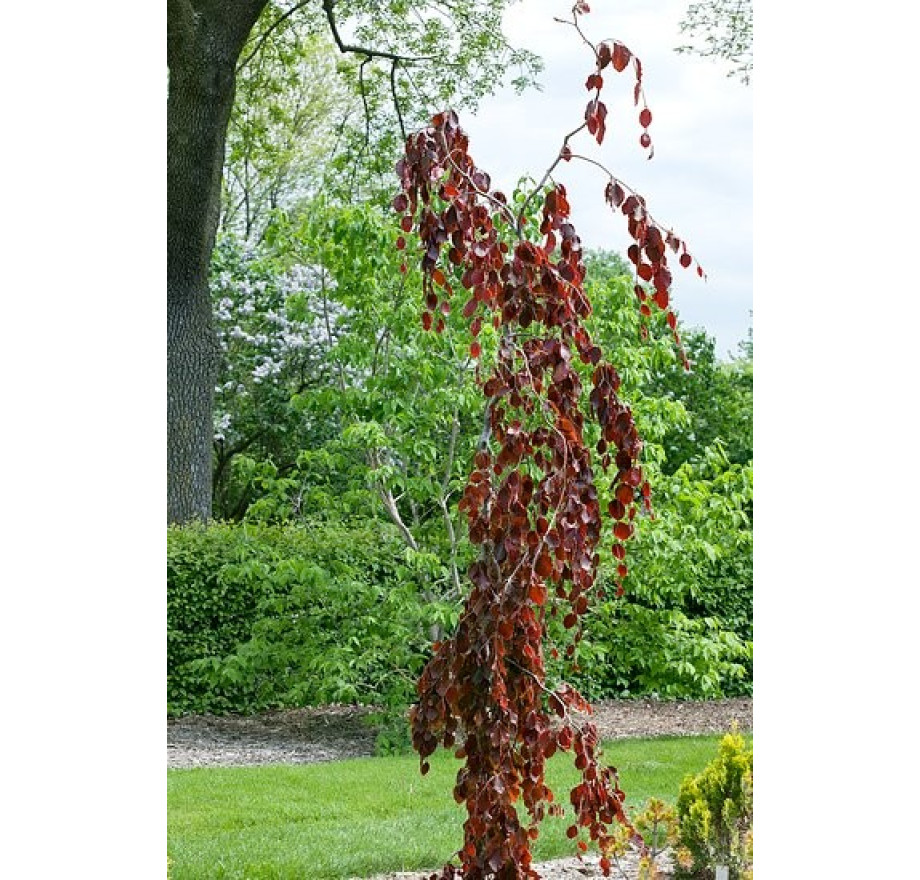 Fagus sylvatica ´Purpurea Pendula´ , Buk lesní převislý purpurově ...