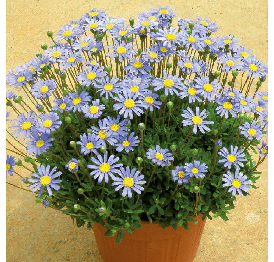 Felicia amelloides ´Felicitara Blue´ , Felicie, Kapská astra , bal. 6 ...