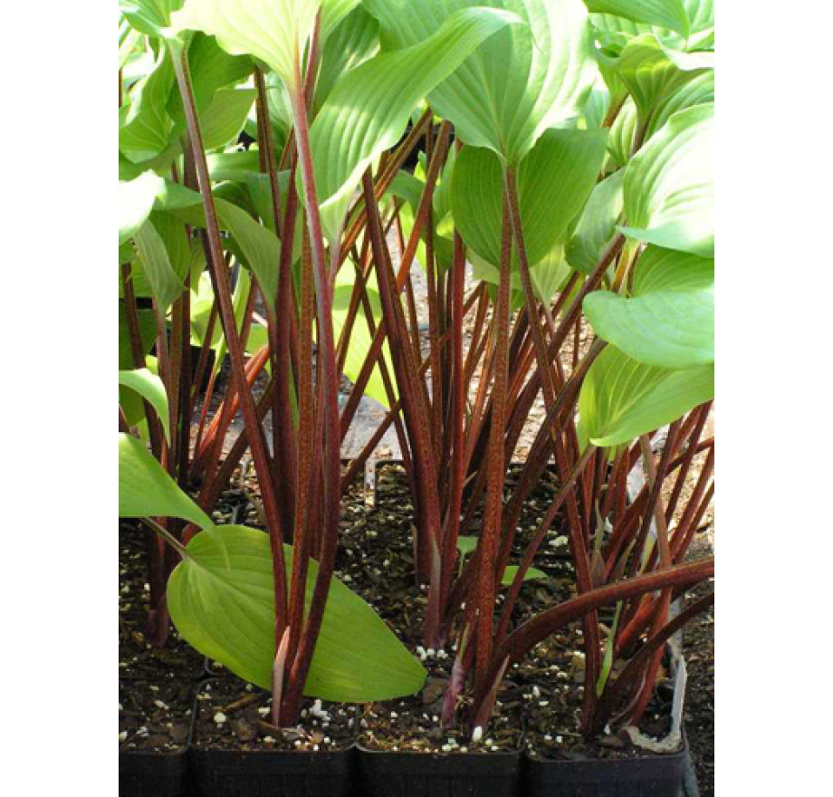 Hosta ´Red October´ , Funkie , Bohyška modrozelená, K11