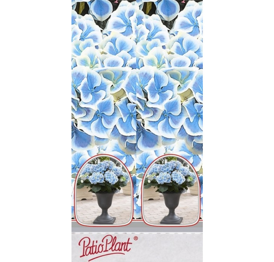 hydrangea bicolor bavaria