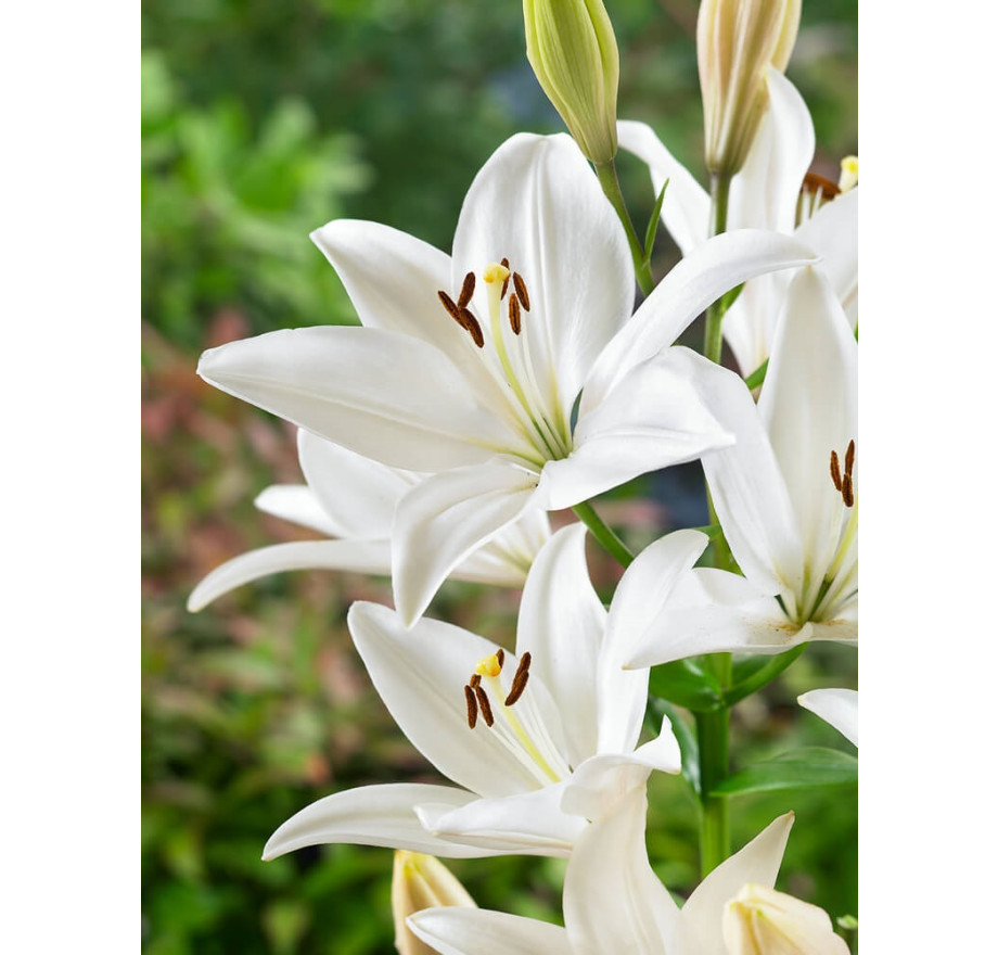 Lilium ´Happy Snow´ , Lilie, bal. 2 ks, 14,16