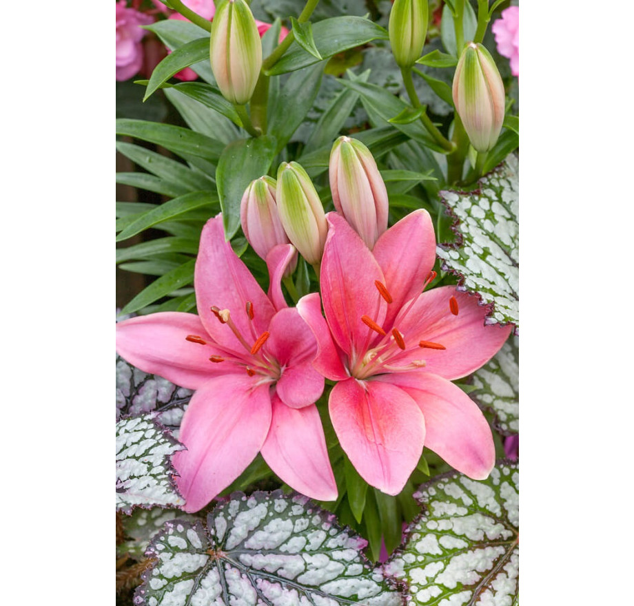 Lilium ´Pink County´ , Lilie, bal. 3 ks, 14,16