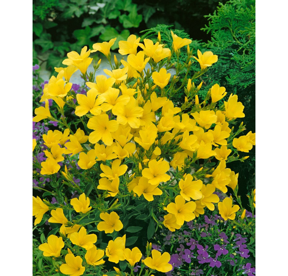 Linum flavum ´Compactum´ , Len žlutý, K9