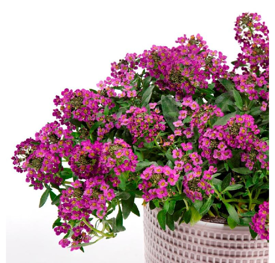 Lobularia® ´Lucia Purple´ , Lobularie, K7