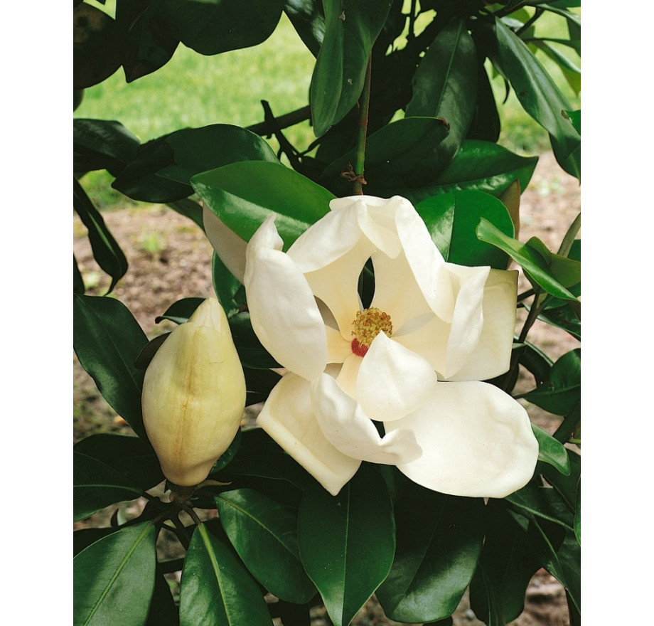 Magnolia denudata ´Double Diamond´ , Magnólie holá, 50-60 cm, C3