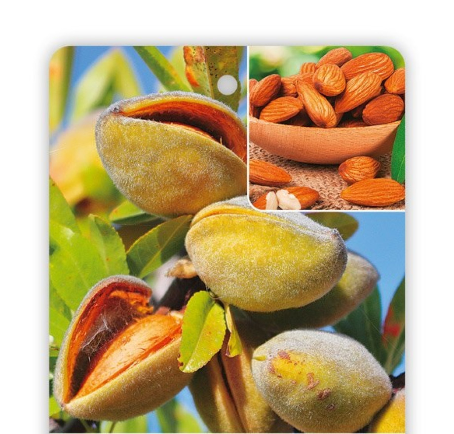 Prunus dulcis ´Robijn´ , Mandloň obecná, Adesoto, C6, čtvrtkm