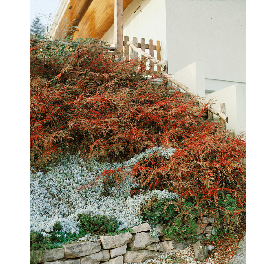 cotoneaster horizontalis variegata