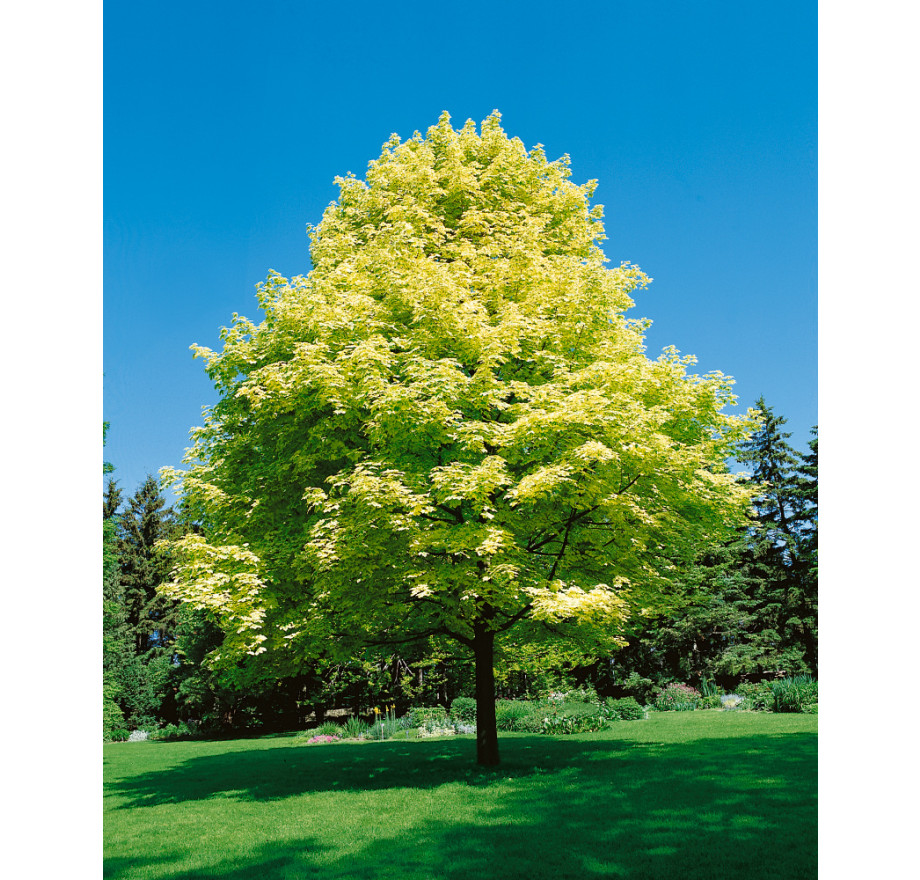 Acer platanoides ´Drummondii´ , Javor mléč, 8,10, C15