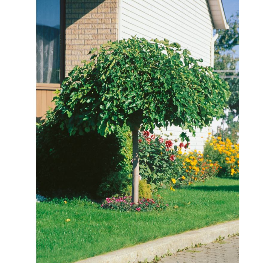 Morus alba ´Pendula´ , Moruše převislá, kmen 6,8, C20