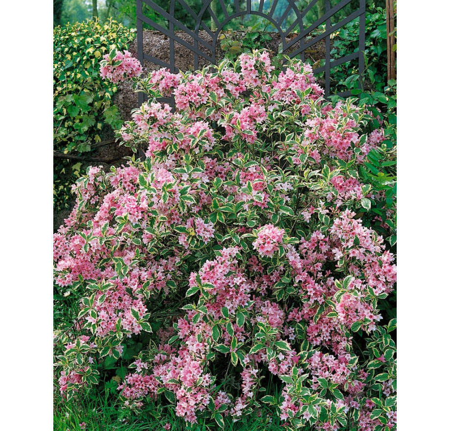 Weigela fl. ´Variegata´ ,Vajgélie květnatá panašovaná, C2