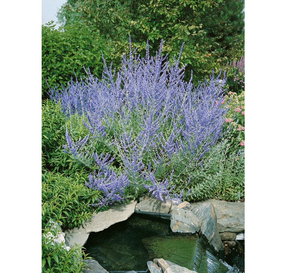 Perovskia atriplicifolia ´Blue Spire´ , Perovskie lebedolistá, 30-40 cm, C2