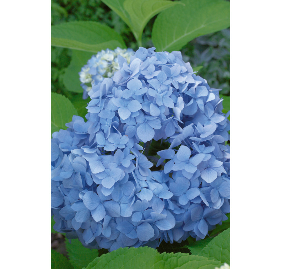 Hydrangea macrophylla ´Nikko Blue´ , Hortenzie velkolistá, 15-20 cm, K12