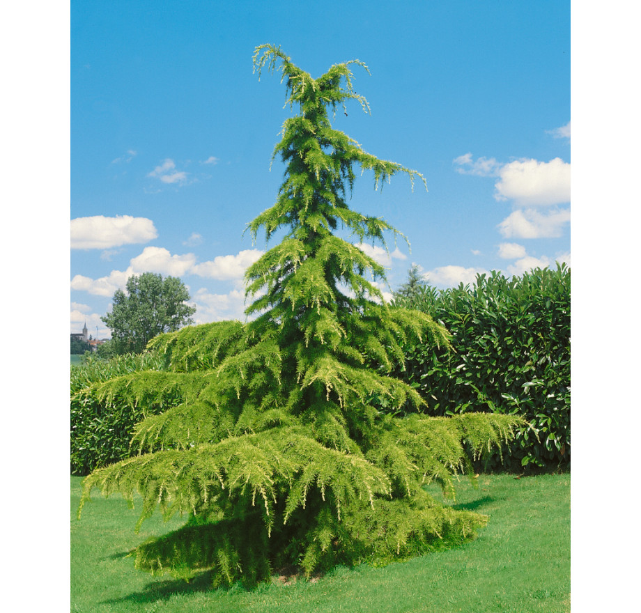 Cedrus deodara ´Aurea´ , Cedr himalájský, 80-100 cm, C9