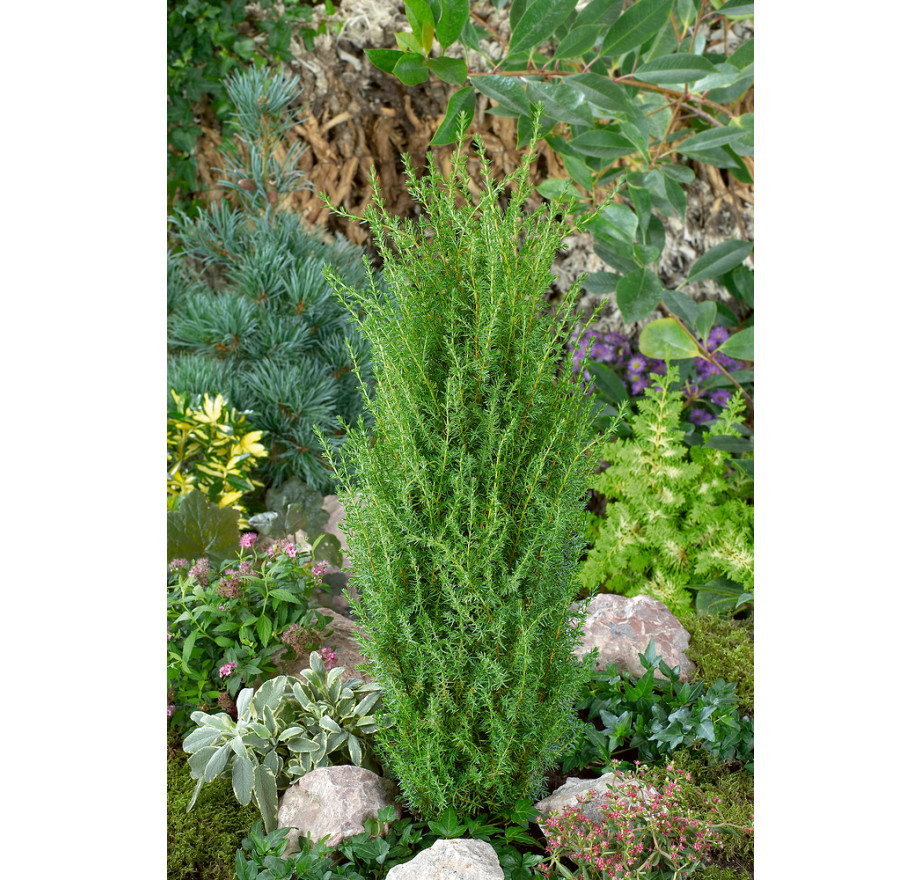 juniperus communis arnold