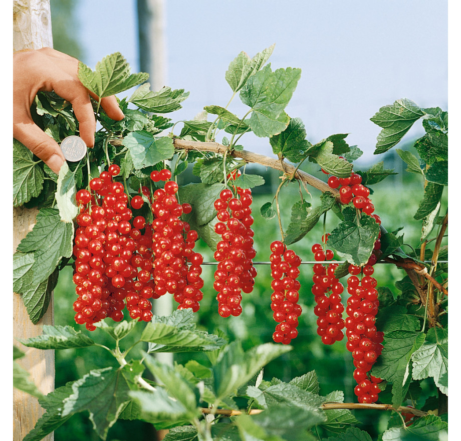 Ribes rubrum ´Rovada´ , Rybíz červený, keř, 2-3 výh., K12