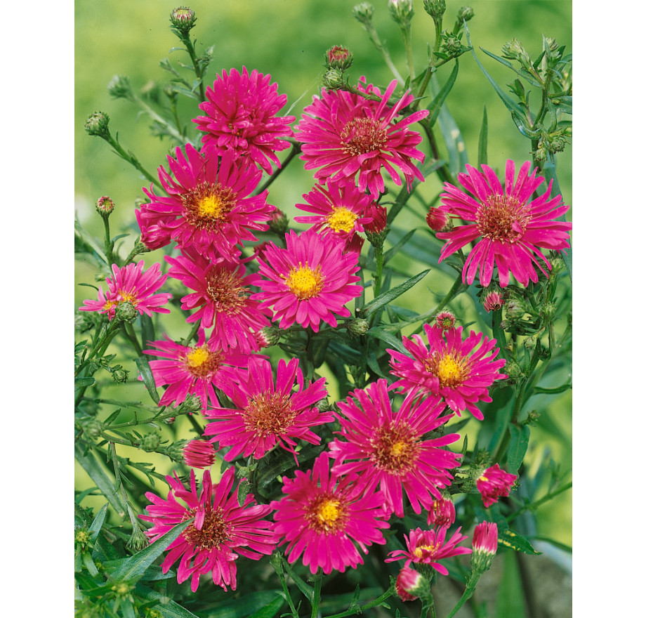 Aster novi-belgii 'Royal Ruby' , Astra novobelgická , K9